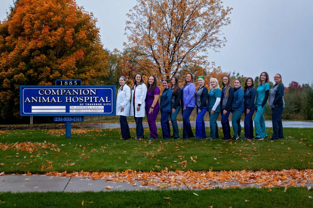 Veterinarian In Traverse City, MI 49696 | Companion Animal Hospital